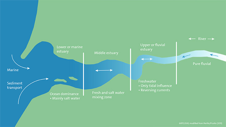 River Estuary Diagram