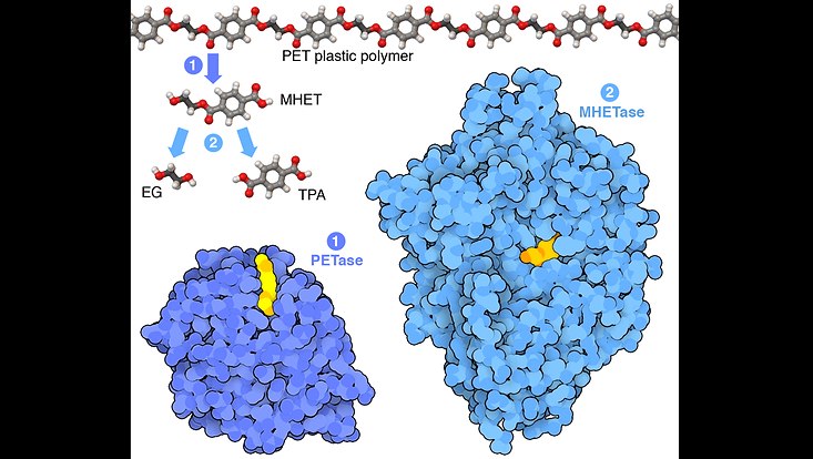 Molekül des Monats: Plastikfressende Enzyme : Universität Hamburg ...